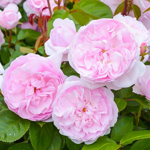 Rosa trepadeira Olivia Rose Austin® (5505) : plântulas Comprar com mais ...