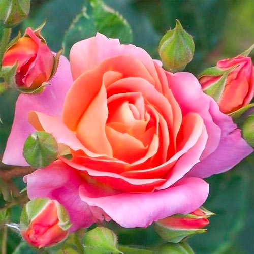 Rosa de flor grande Belle Epoque® (5527) : plântulas Comprar com mais ...