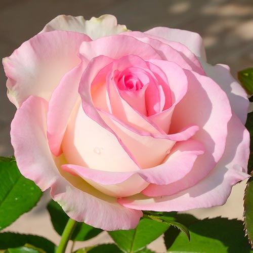 Rosa de flor grande Moonstone® (5698) : plântulas Comprar com mais ...