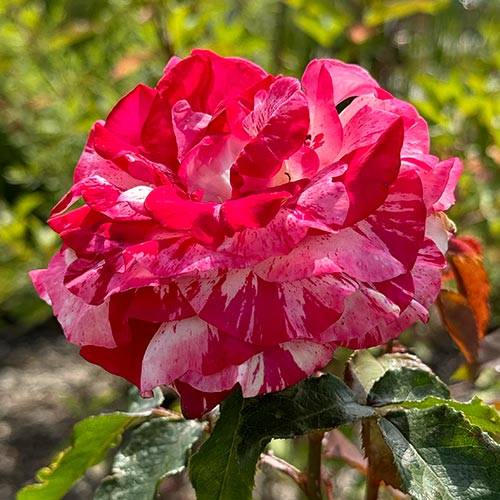 Rosa de flor grande Rock-Roll® (5699) : plântulas Comprar com mais ...