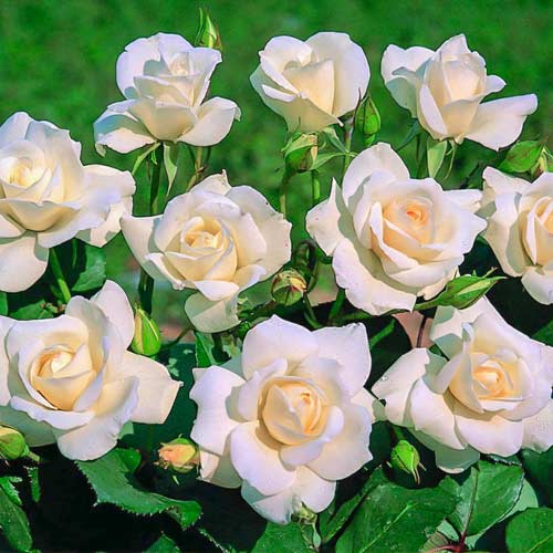 Rosa floribunda Iceberg® (5510) : plântulas Comprar com mais vantagens ...