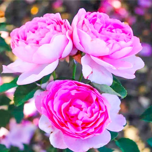 Rosa floribunda Magic Aroma® (2066) : plântulas Comprar com mais ...
