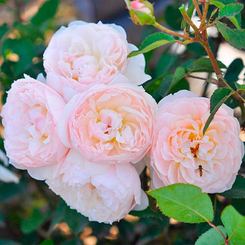 Rosa floribunda Natural Aroma® (2067) : plântulas Comprar com mais ...