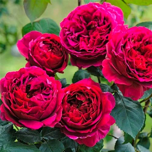 Rosa floribunda Pure Aroma® (2068) : plântulas Comprar com mais ...