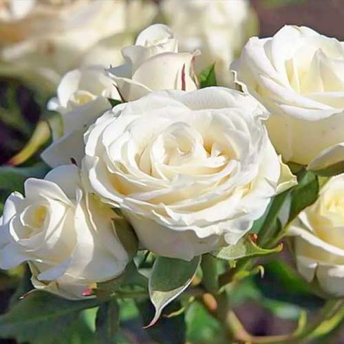 Rosa floribunda Schneewittchen® (5006) : plântulas Comprar com mais ...